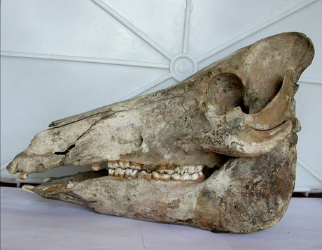 3,000 year old pigs reveal clues about colonisation of Pacific | News ...