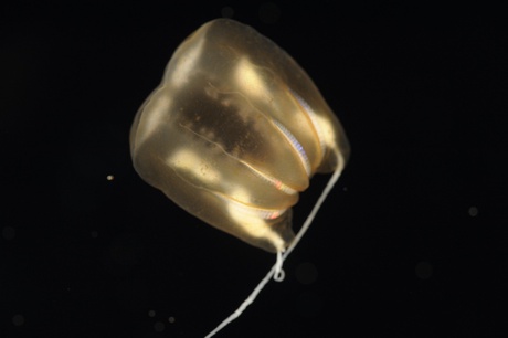 Marine scientists return with rare creatures from the deep | News | The ...