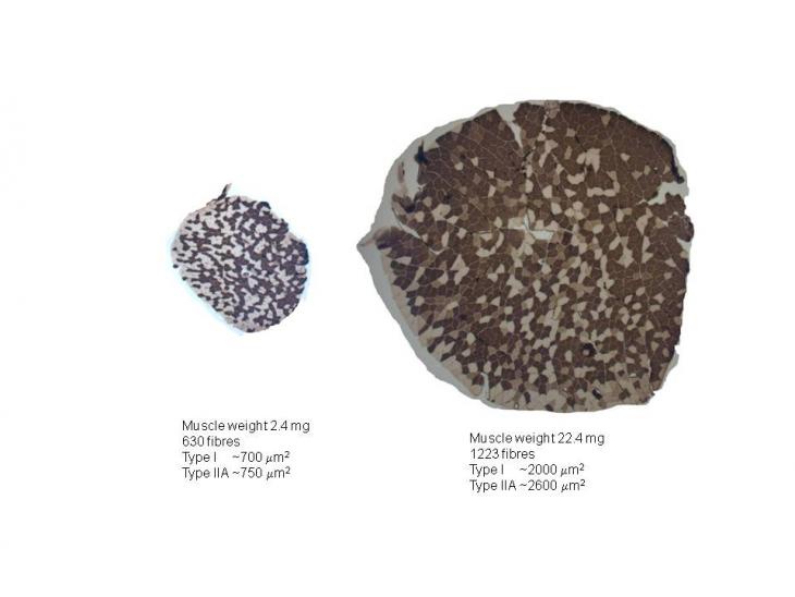 Dr Arimantas Lionikas | Staff Profile | The Institute of Medical ...