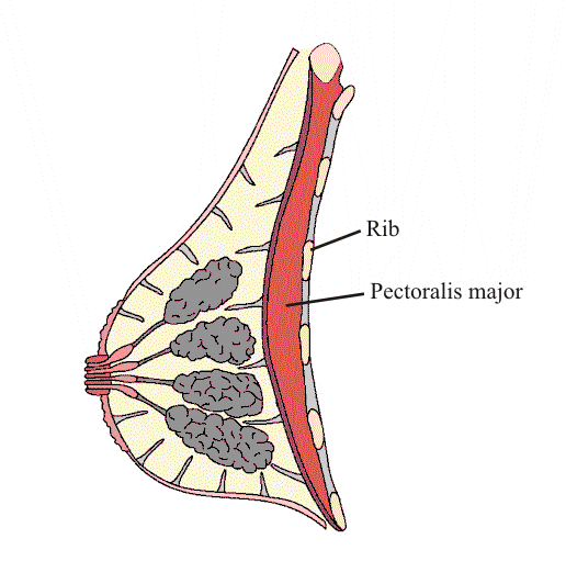 a-short-review-of-histology