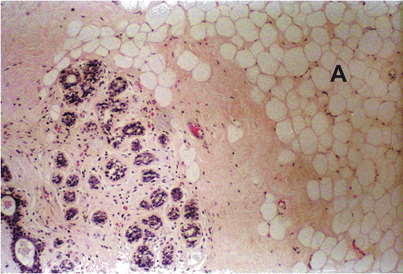 a-short-review-of-histology
