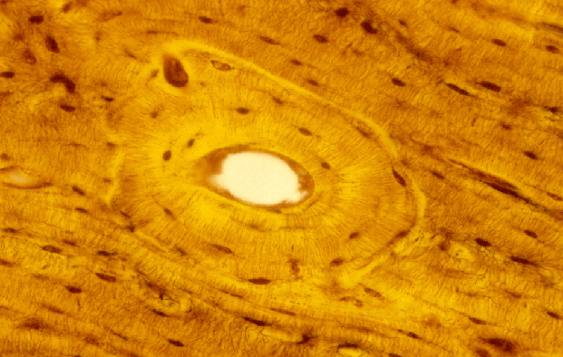 a-short-review-of-histology