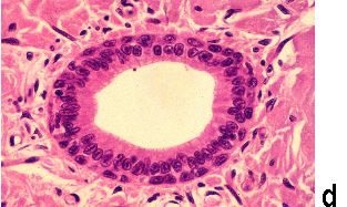 a-short-review-of-histology