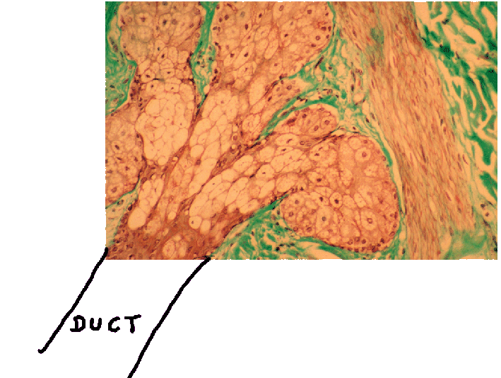 A Short Review of Histology