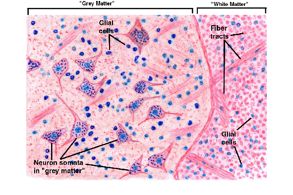 Neuroglial Cells Microscope