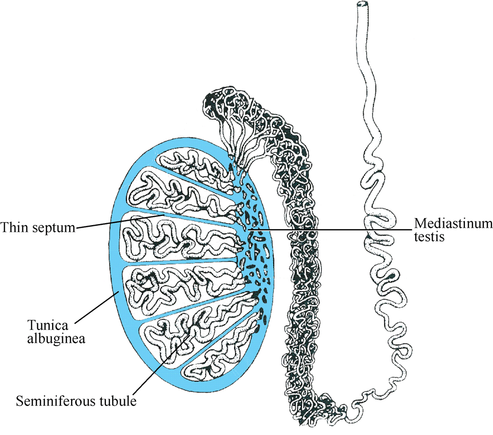 a-short-review-of-histology