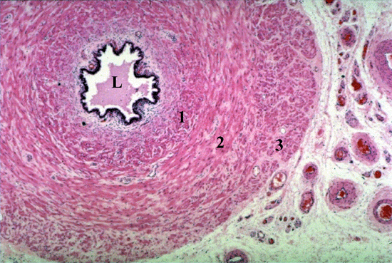 Ductus Deferens Histology