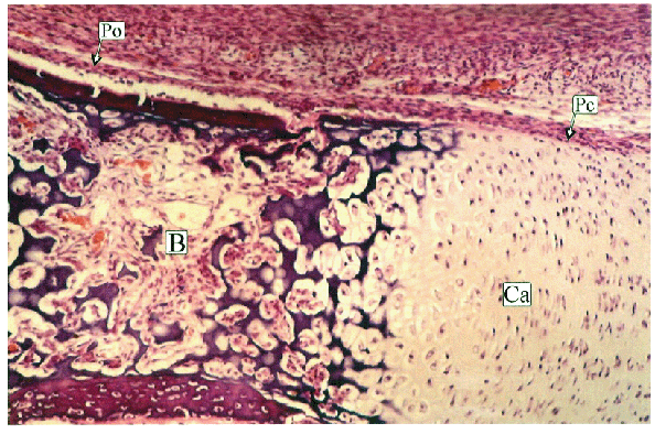a-short-review-of-histology