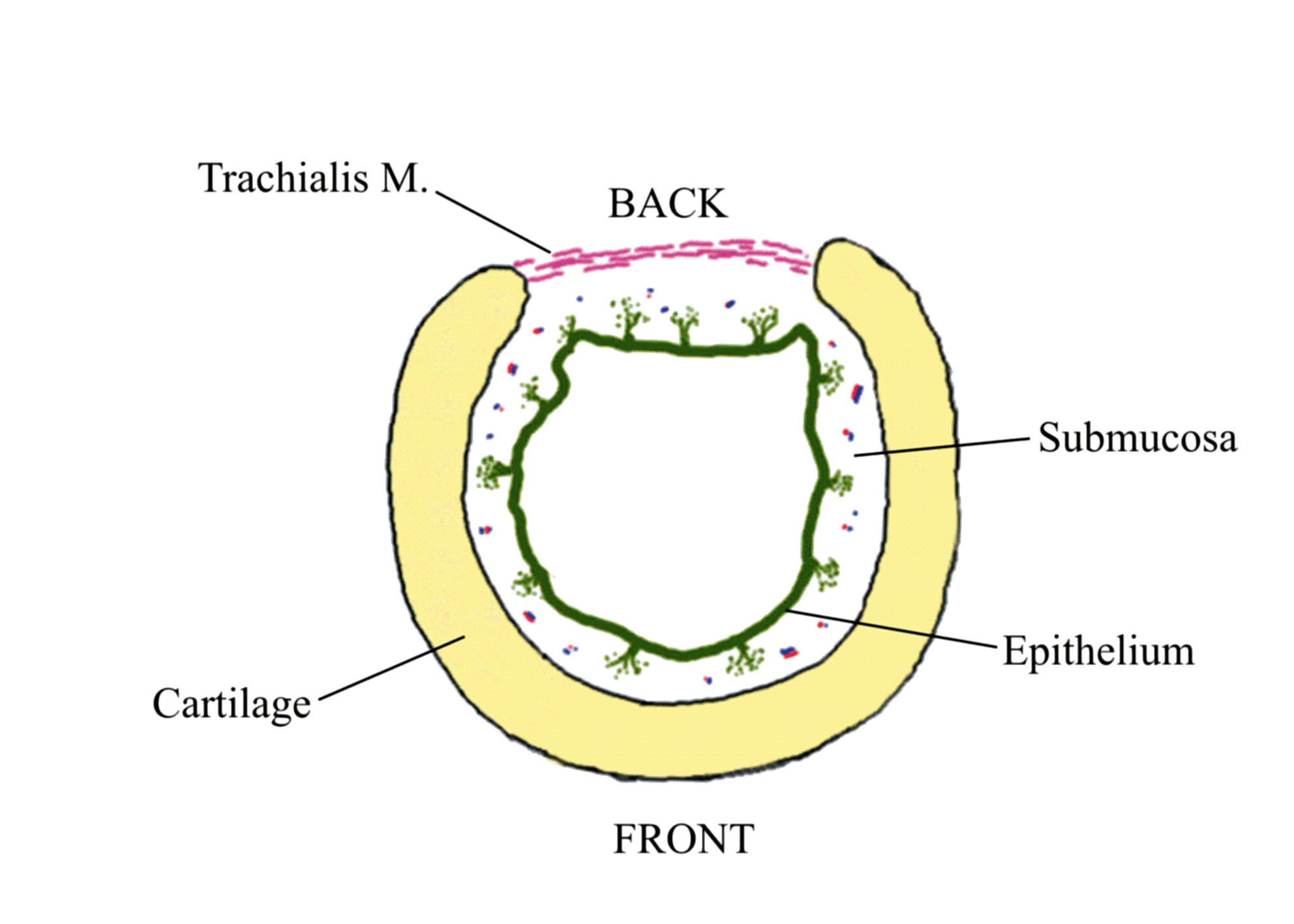 Trachea Histology Diagram