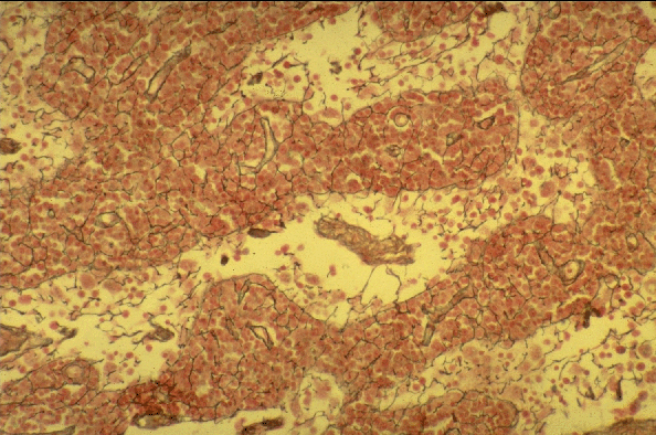 Reticular Connective Tissue Histology Print Histology: Epithelial