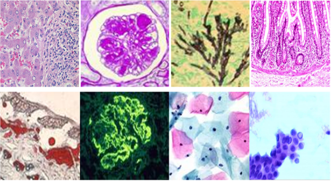 a-short-review-of-histology