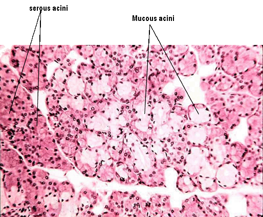 a-short-review-of-histology