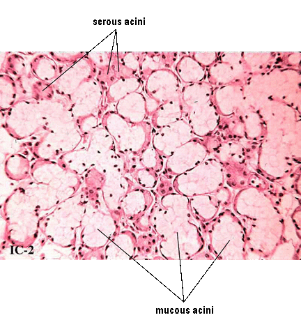 a-short-review-of-histology