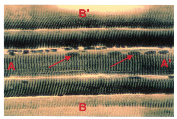 a-short-review-of-histology