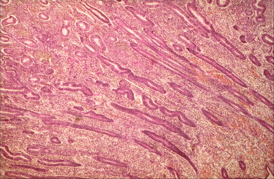 a-short-review-of-histology