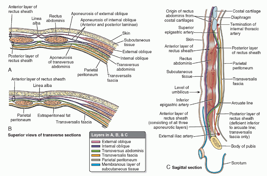 Abdominal Anatomy