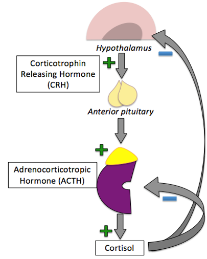 Adrenal Disorders