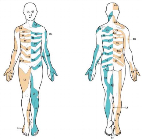 Anatomy Workbook 4: Muscles and Nerves