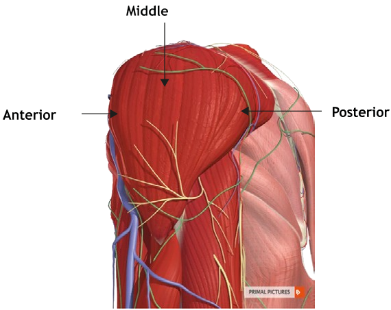 Anatomy Workbook 4: Muscles and Nerves