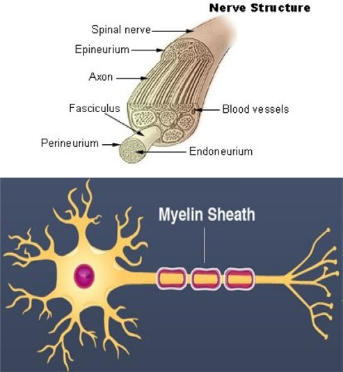 Anatomy Workbook 4: Muscles and Nerves