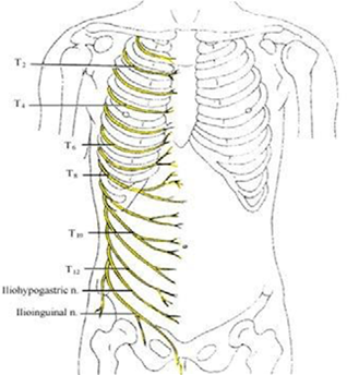 Anatomy Workbook 4: Muscles and Nerves