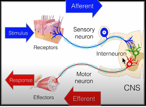 Anatomy Workbook 4: Muscles and Nerves