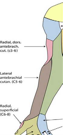 Anatomy Workbook 4: Muscles and Nerves