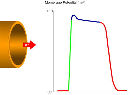 Cardiovascular Physiology Basics