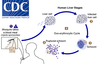 Simple Malaria Cycle