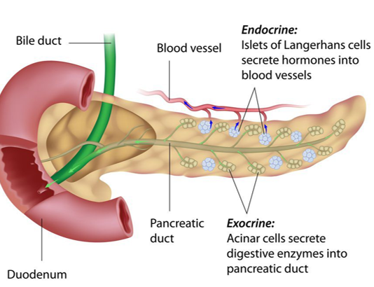 Pancreas Diagram Labelled Pancreatic Duct System