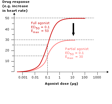 Pharmacodynamics II