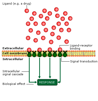 Pharmacodynamics II