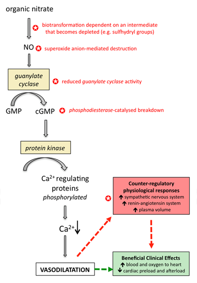 Pharmacodynamics IV