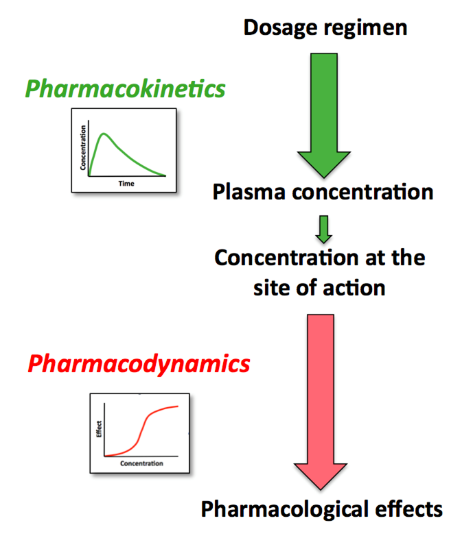 Pharmacokinetics I