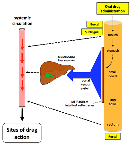 Pharmacokinetics I