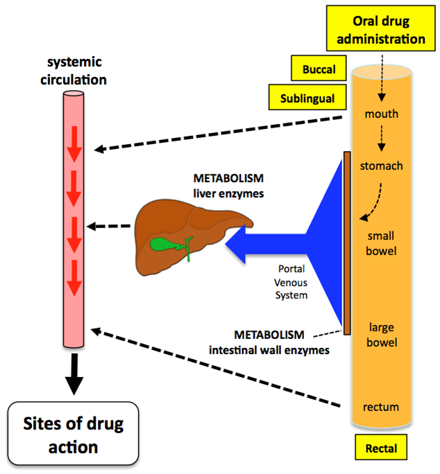 Pharmacokinetics II