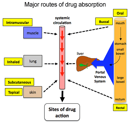 Pharmacokinetics II