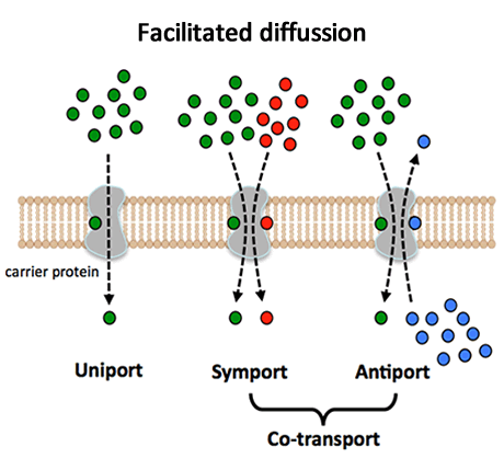 Carrier Facilitated Diffusion Carrier Protein For Cellular Transport