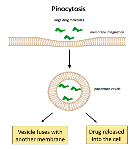 Pharmacokinetics III