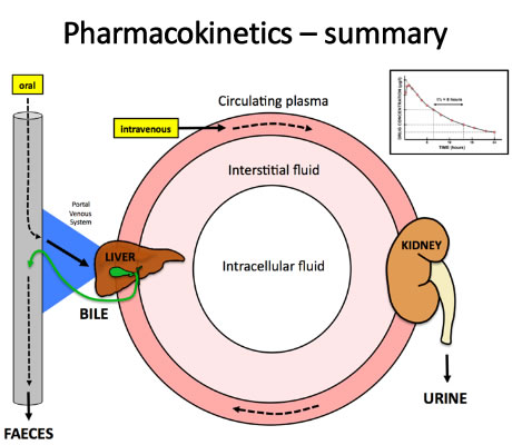 Pharmacokinetics V