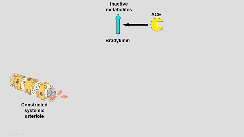 Pharmacology of Antihypertensive Drugs