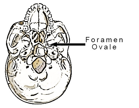Skull Base Anatomy