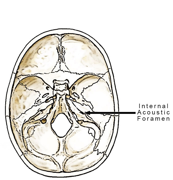 Skull Base Foramina Anatomy