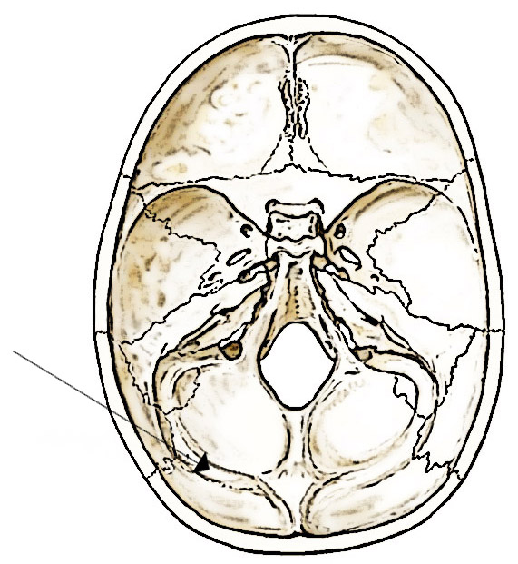 Skull Base Anatomy