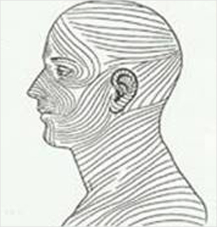 Figure 1: This drawing illustrates Langer's lines of the head and neck.