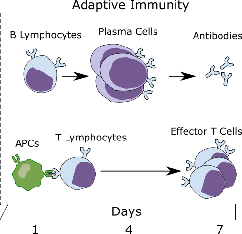 The Adaptive Immune System