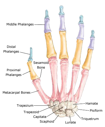 Phalanges Hand