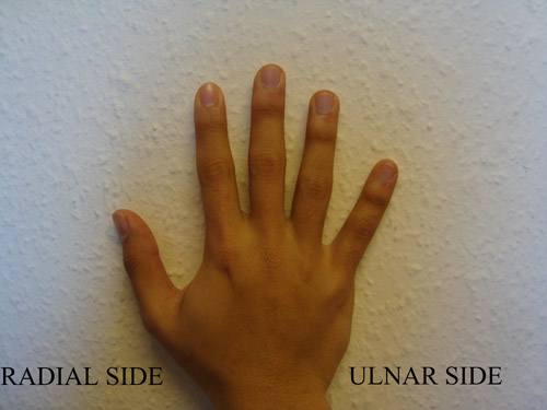 The Hand