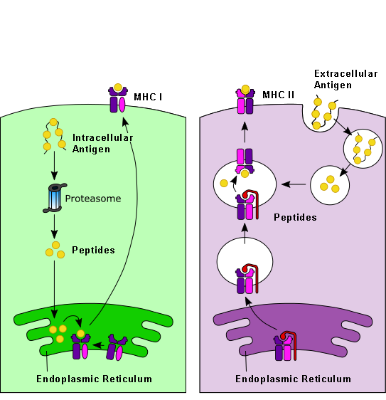 Antigen Processing And Presentation Pathways