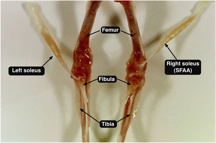 Dr ARIMANTAS LIONIKAS | Staff Profile | The University of Aberdeen